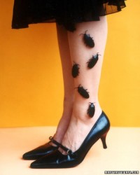 Bugs on Nylons - Living On A Dime